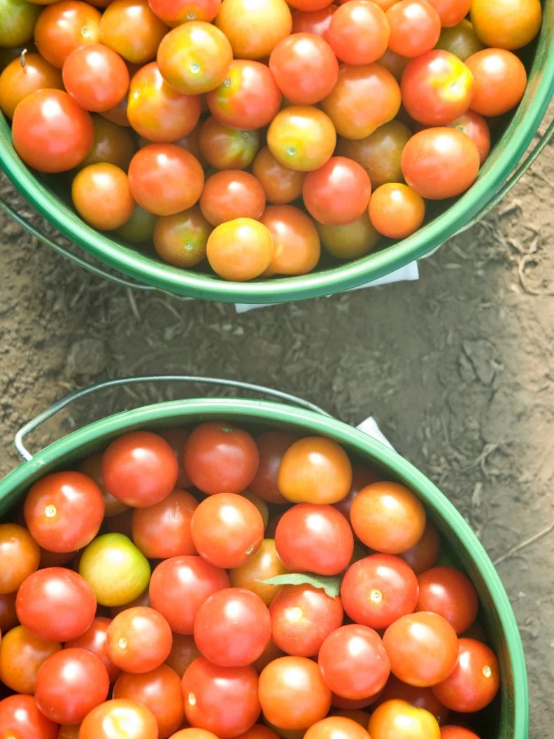 Garden-Fresh Summer Produce | Food Network