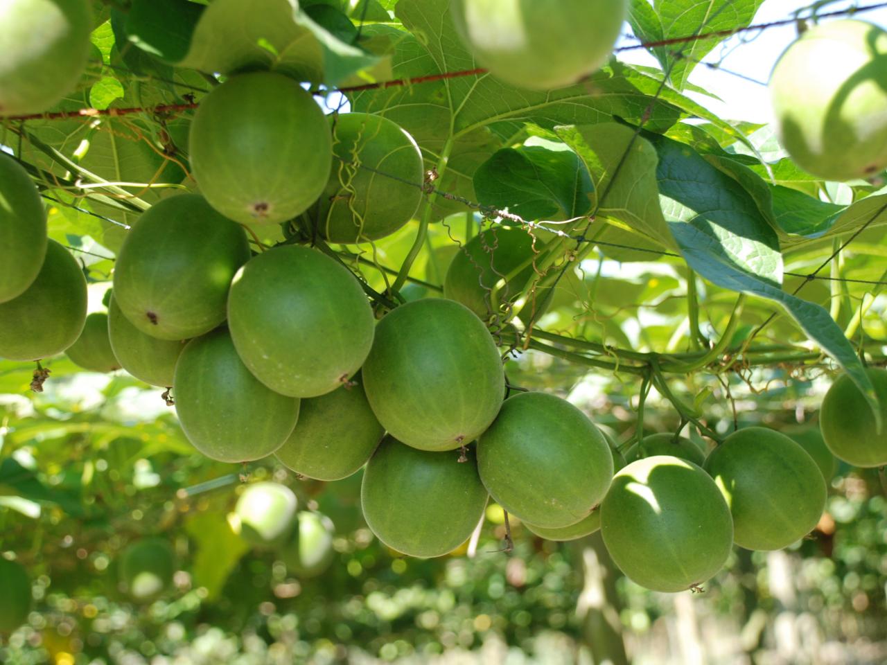 Monk Fruit Tree