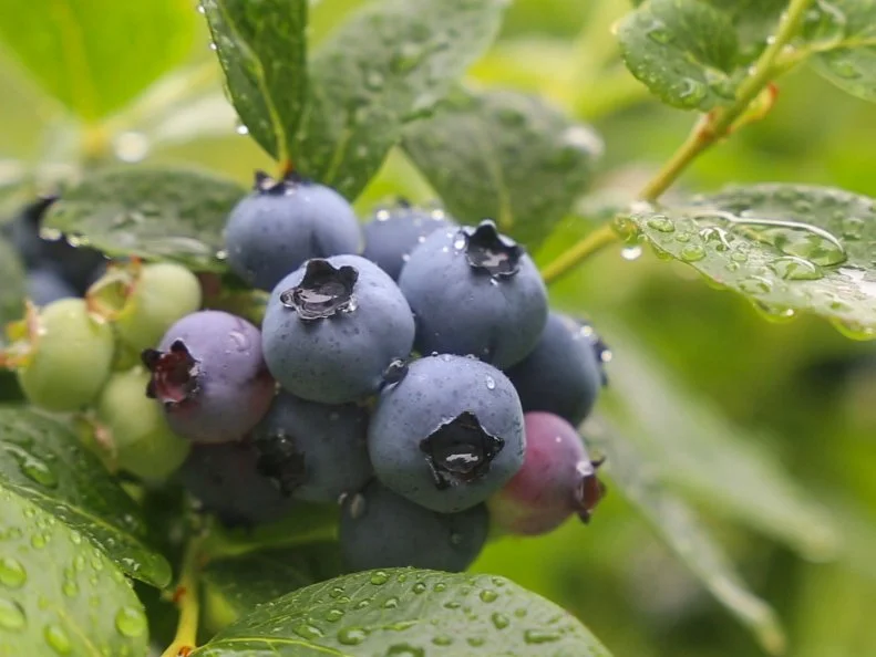 The Best Foods to Eat in Michigan : Food Network | Food Network