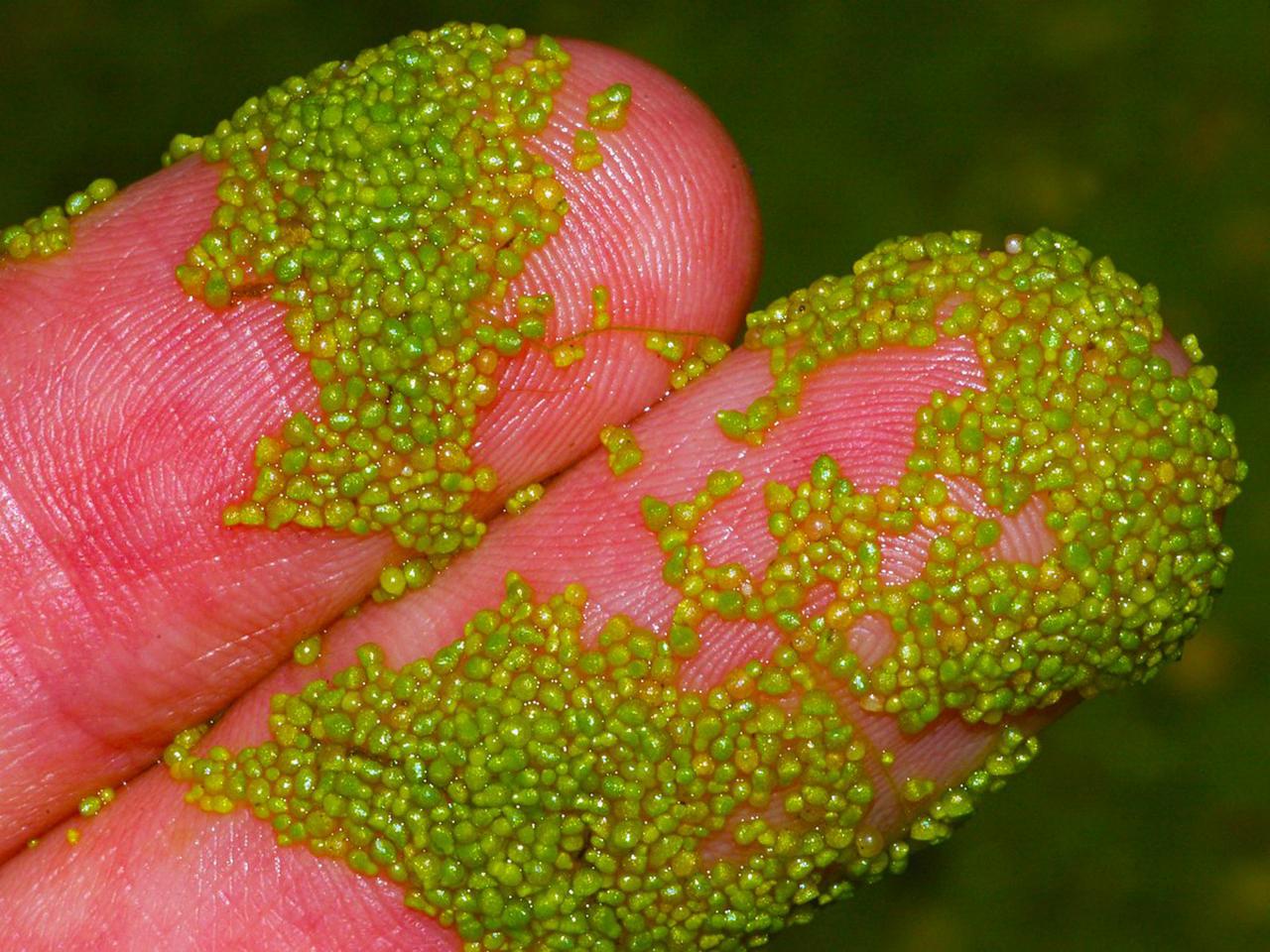 Could The World s Smallest Fruit Be The Next Big Superfood FN Dish