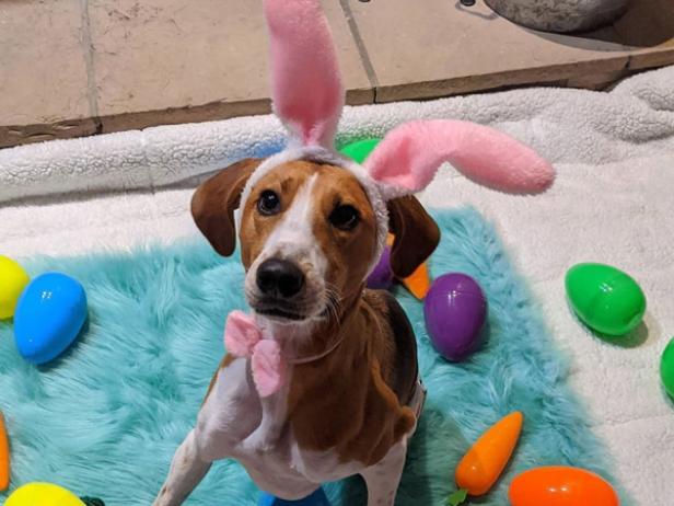 This Year's Cadbury Bunny Tryouts Contest Winner Is the Cutest Thing ...