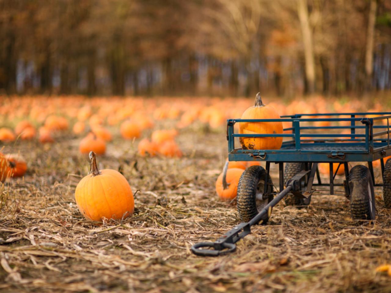 Fun Fall Activities | FN Dish - Behind-the-Scenes, Food Trends, and ...