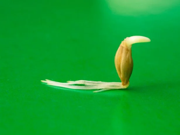 What Is Malt? And How Is It Used In Milkshakes? | Food Network