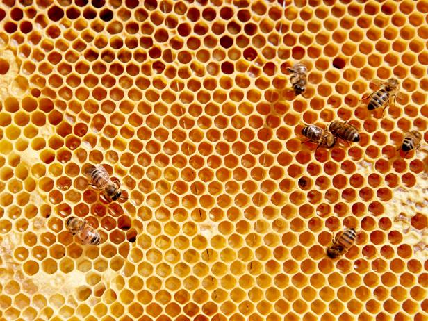 7 Things You Didn't Know About Beekeeping | FN Dish - Behind-the-Scenes ...
