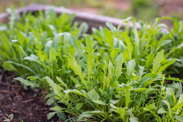 What Is Arugula? | Food Network