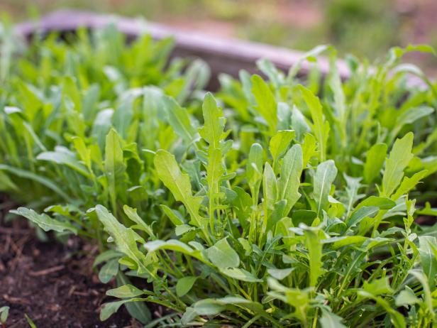 What Is Arugula? | Cooking School | Food Network