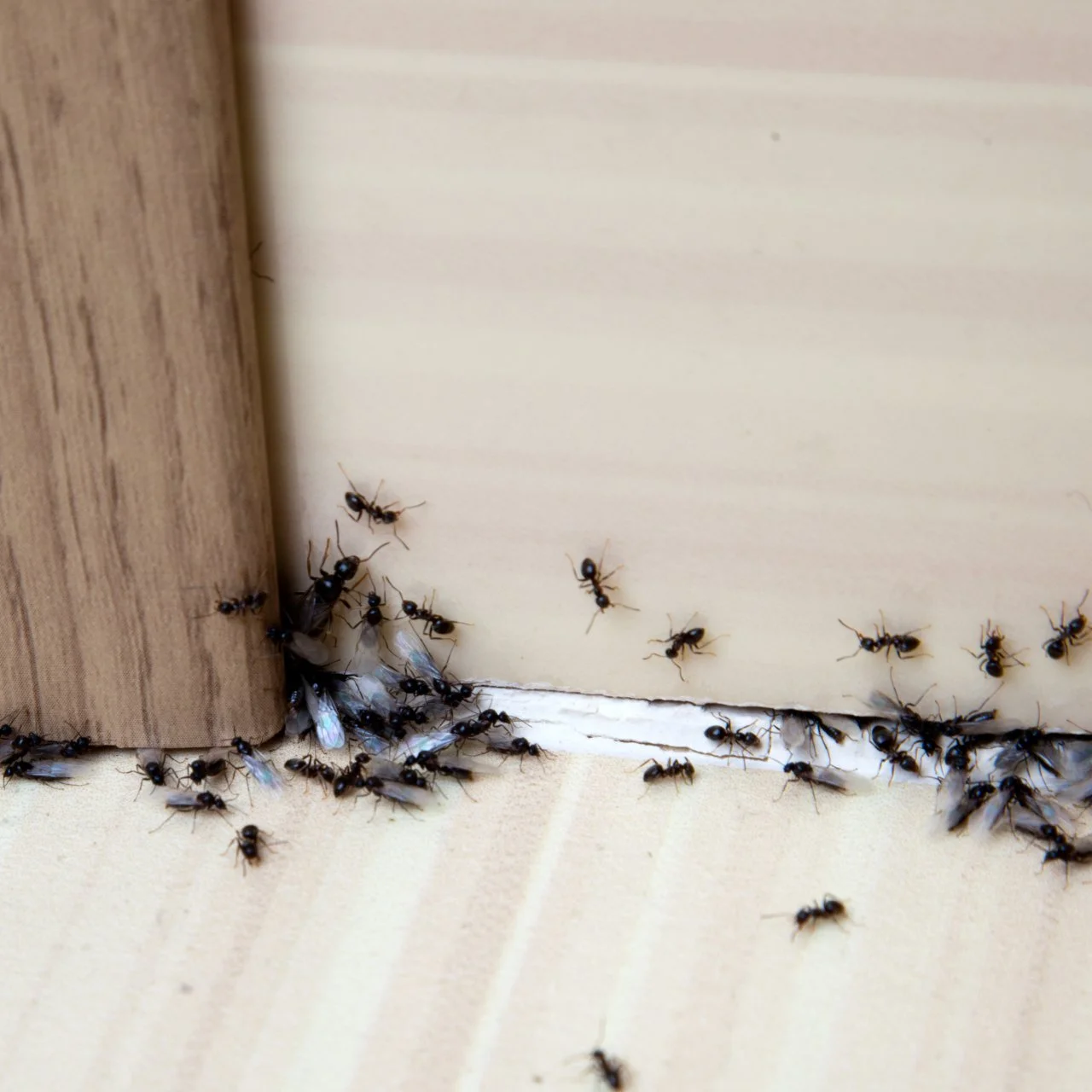 Kill ants in house store