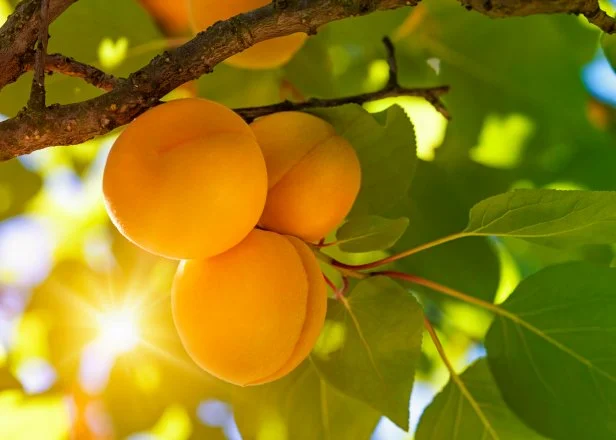 In Season: Apricots | Everything to Know about Apricots | Food Network
