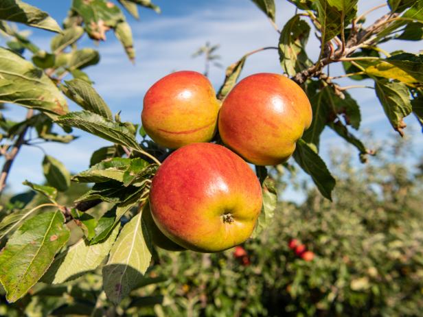 Everything to Know about Apples | Cooking School | Food Network