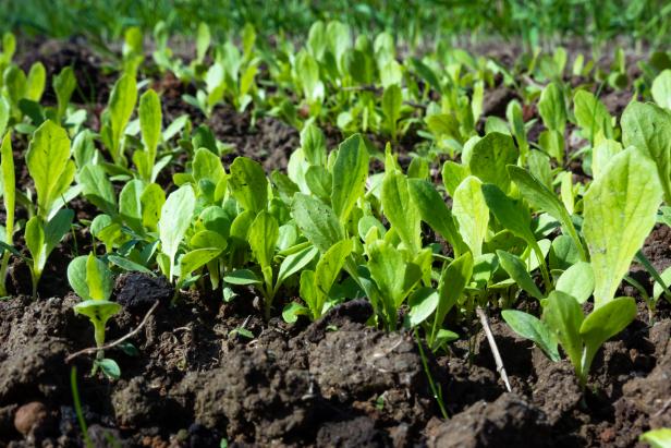 What Is Celtuce | Cooking School | Food Network