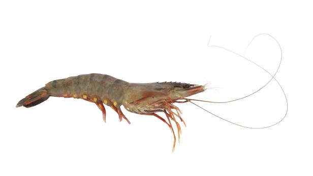 Prawns vs Shrimp | Cooking School | Food Network