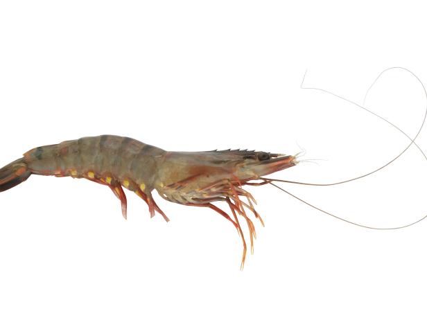 Prawns vs Shrimp | Cooking School | Food Network