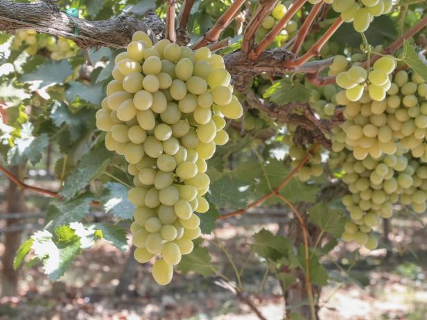 What Are Cotton Candy Grapes™? | Cooking School | Food Network