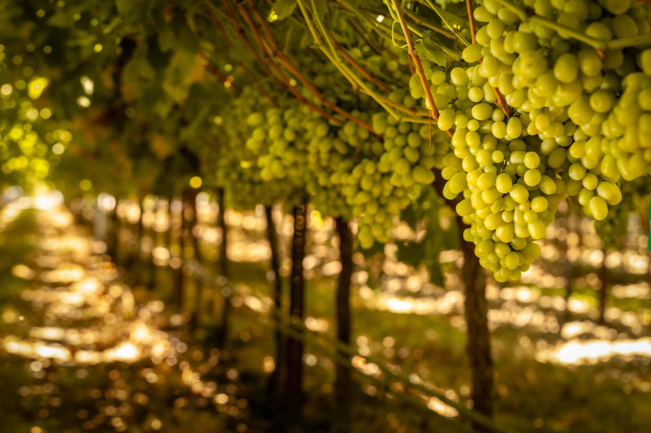 What Are Cotton Candy Grapes™? | Cooking School | Food Network