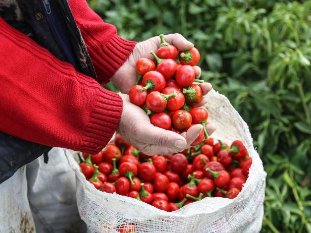 What Are Pimientos? | Cooking School | Food Network