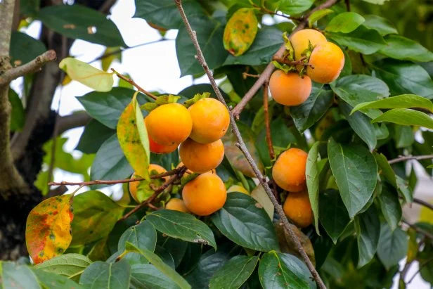 How to Eat Persimmons | Food Network
