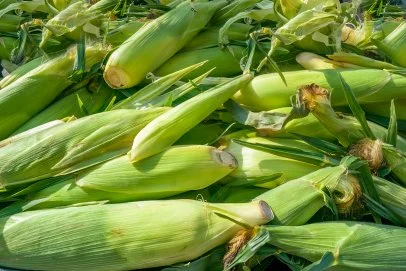 how to cook corn stalks