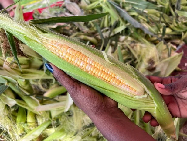 How to Shuck Corn: The Best Way to Husk Quickly and Cleanly | Food Network