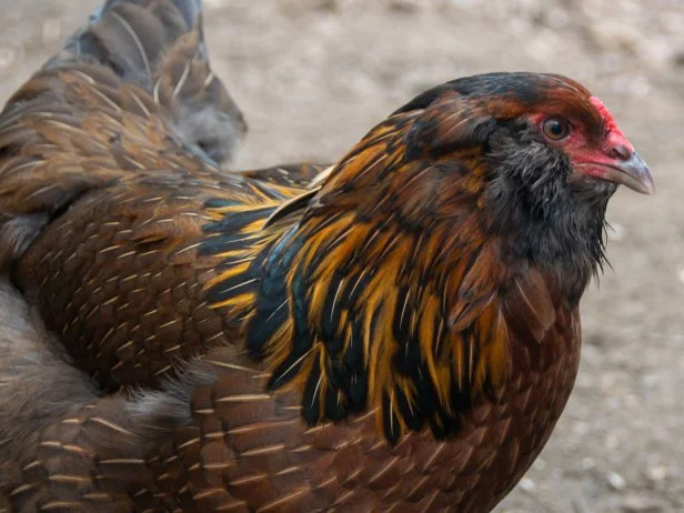 Are Blue Heirloom Eggs Worth Their Price Tag? | Food Network