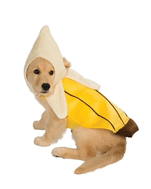 7 Food-Themed Halloween Costumes for Pets | Food Network