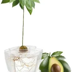 How to Grow an Avocado from Seed | Food Network